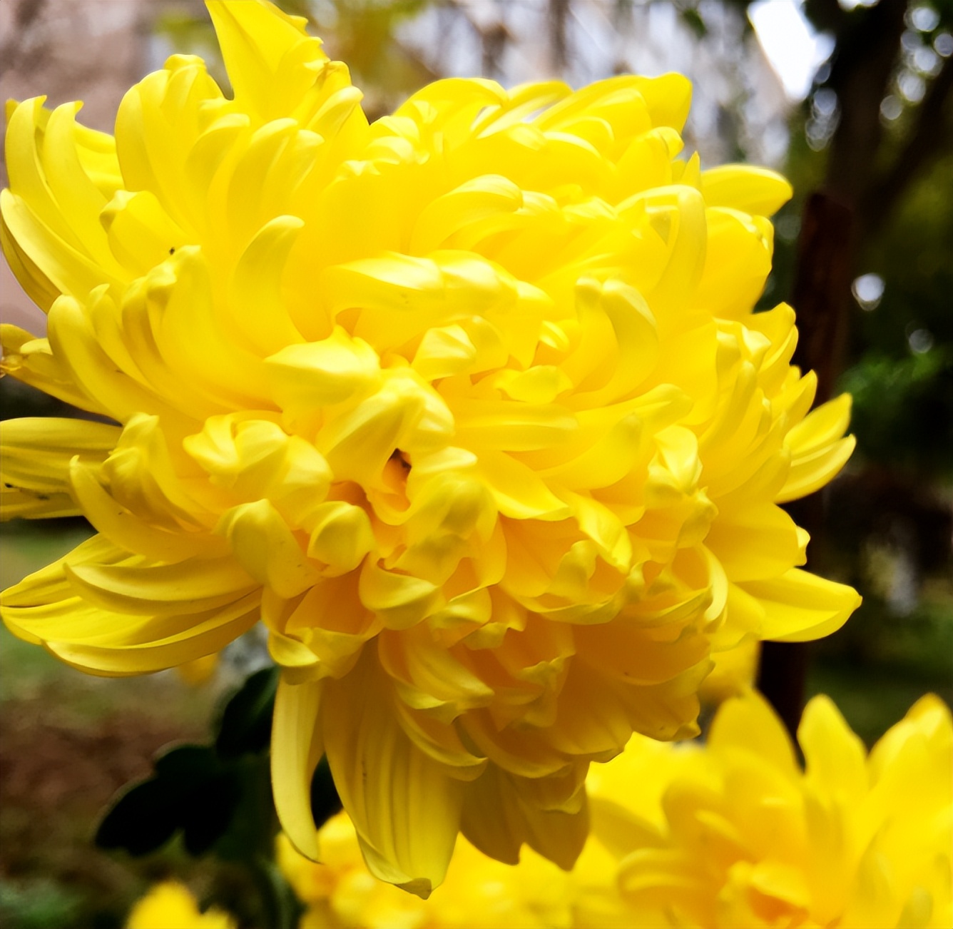 5 kinds of "exquisite flowers", golden flowers bloom every year, put ...
