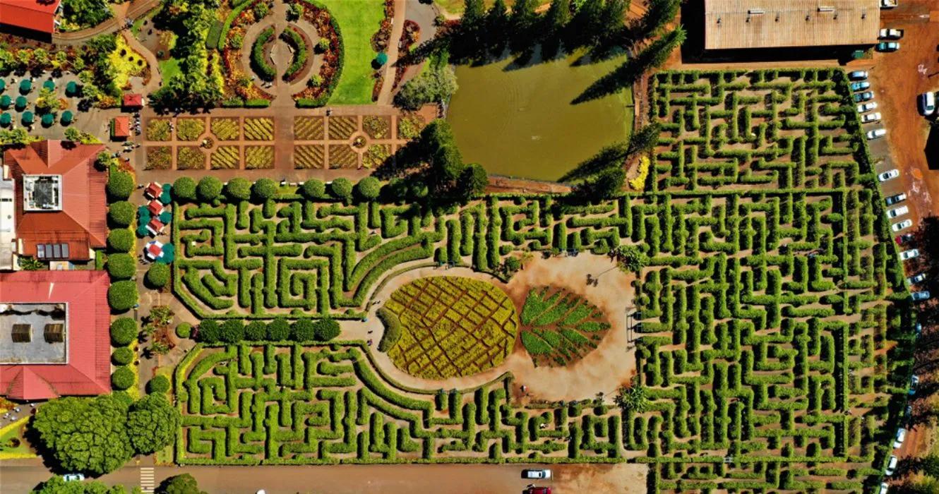The largest maze in the world, the pineapple garden maze, go around for ...