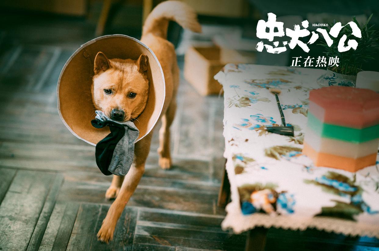 Who are the main actors in the movie "Hachiko"? - iMedia