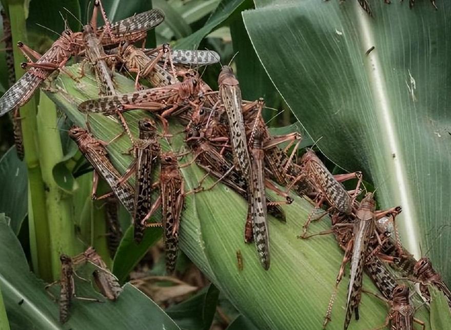 The "locust army" is also afraid of the "chicken team". How strong is ...