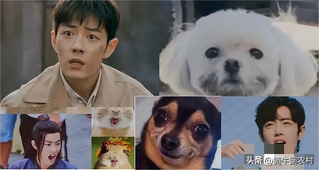 Xiao Zhan hits the dog's expression bag - iMedia