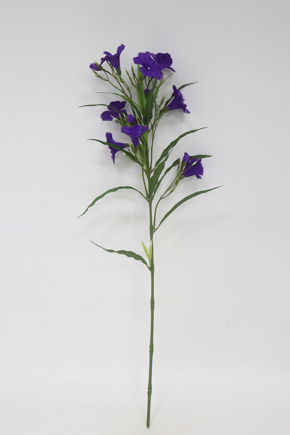 The flower language and introduction of Luli flower - iNEWS