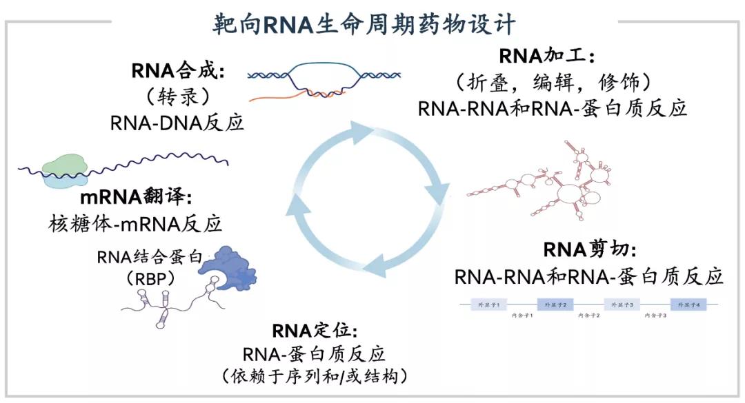 Based on AI+RNA to challenge "undruggable" targets, small molecule ...