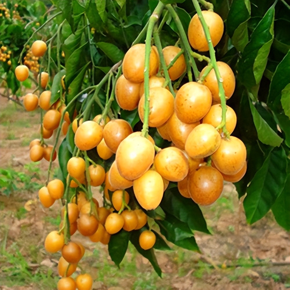 The golden yellow skin is just in time - iNEWS