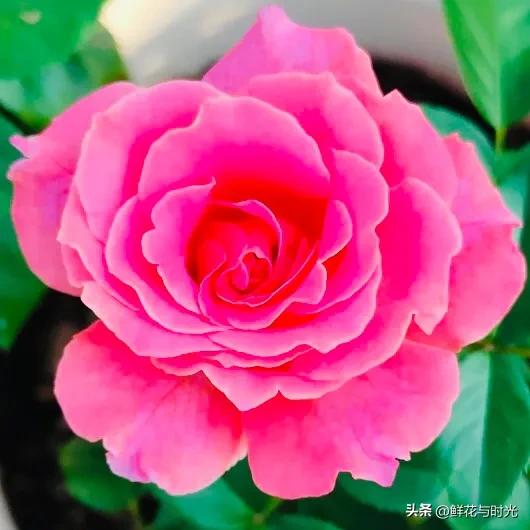 Share the picture - delicate and colorful flowers, beautiful and moving ...