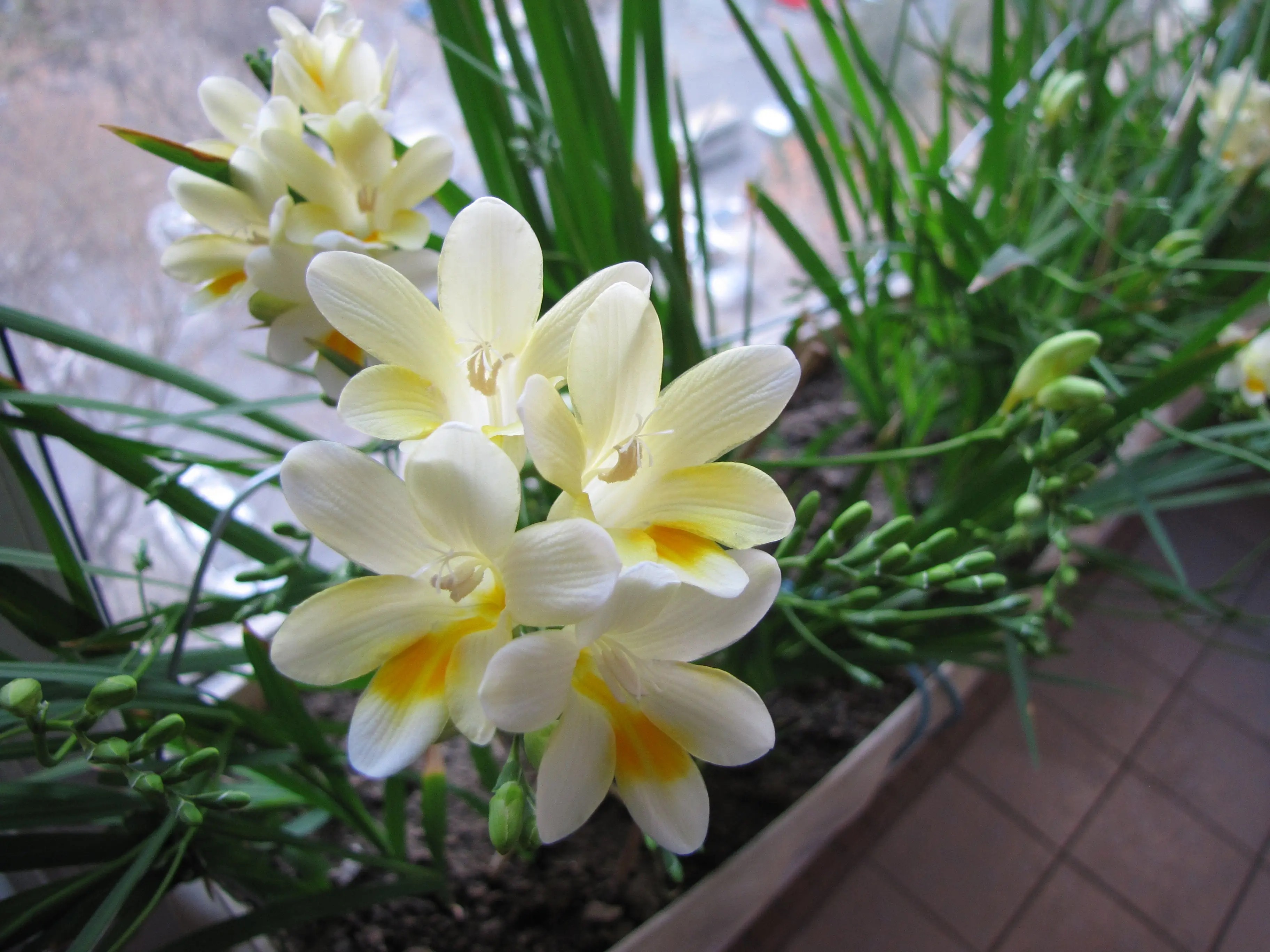 3 kinds of "bulbous plants", which are just right to be planted in ...