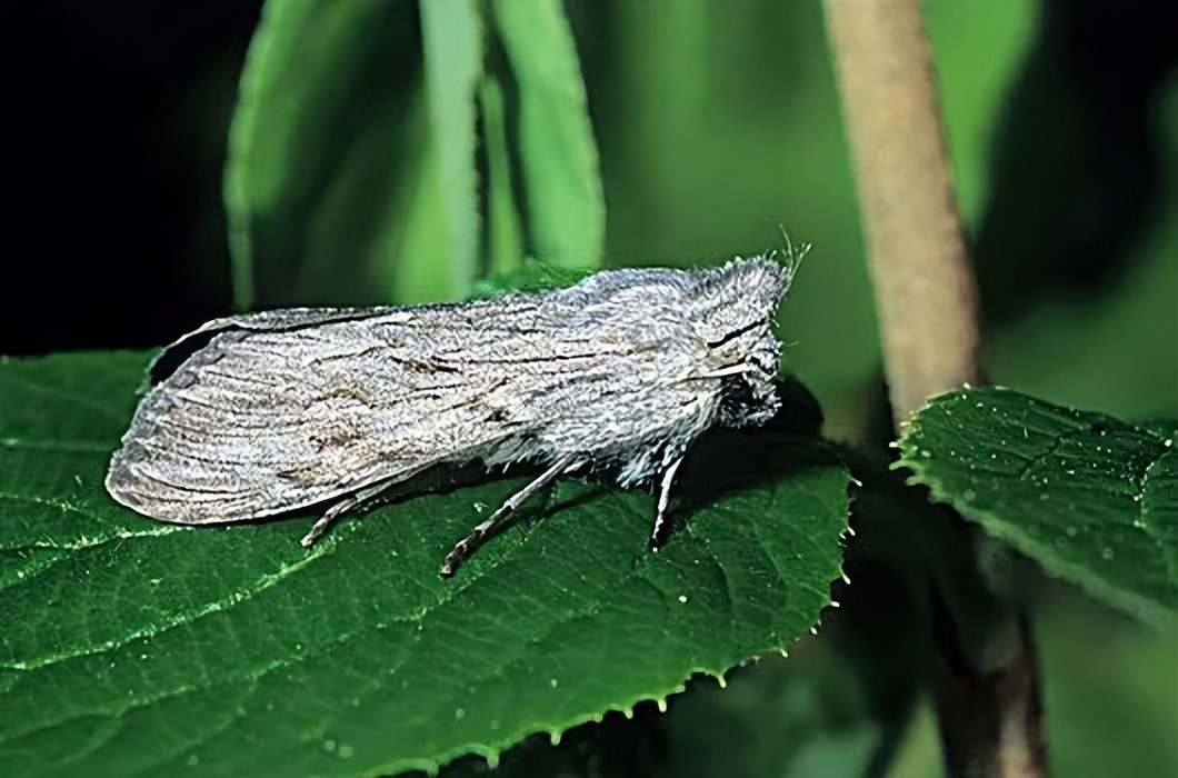 Yellow robe monster-- Cucullia pustulata Eversmann, 1842 - iNEWS