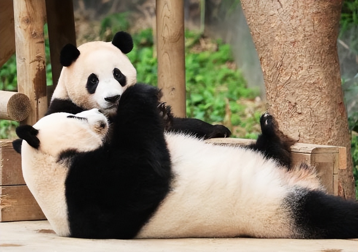 How are the giant pandas living in South Korea on a hot summer day? - iNEWS