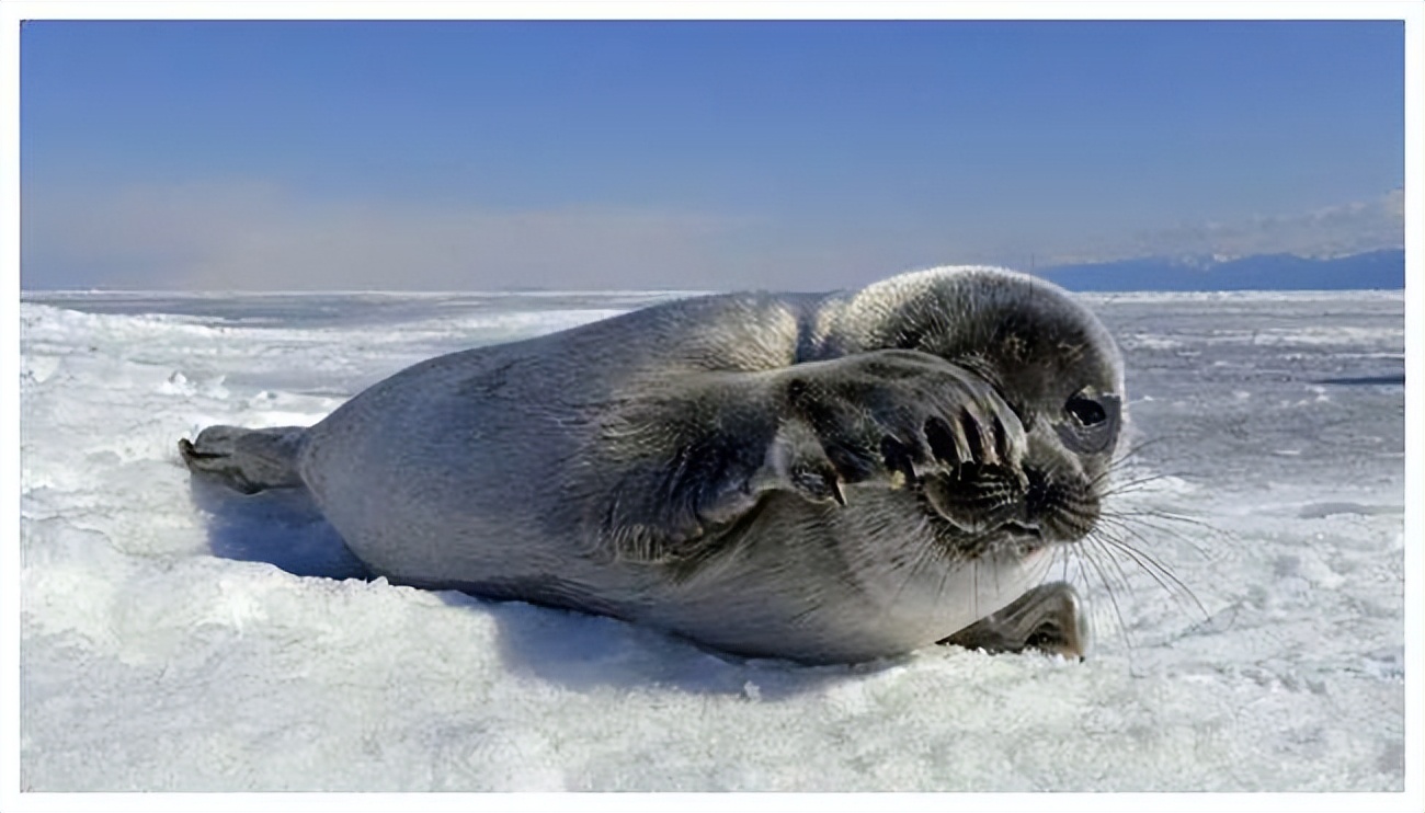 With 3 billion catties of fish a year and a water depth of 700 meters ...