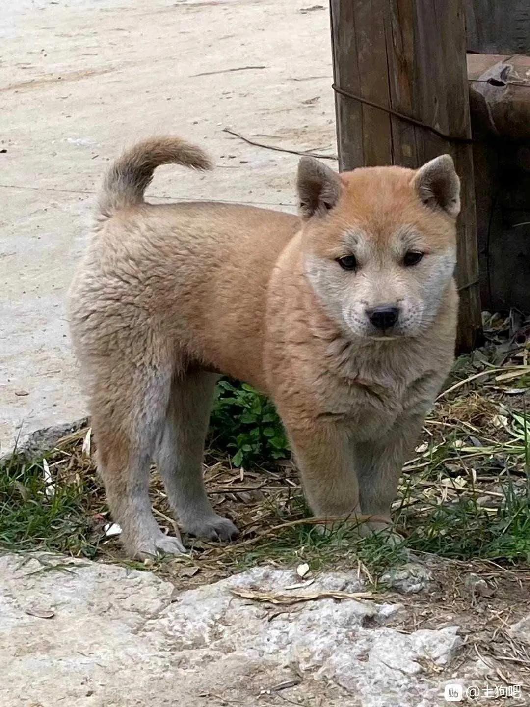 Ah Huang, who can best represent the Chinese pastoral dog - iNEWS