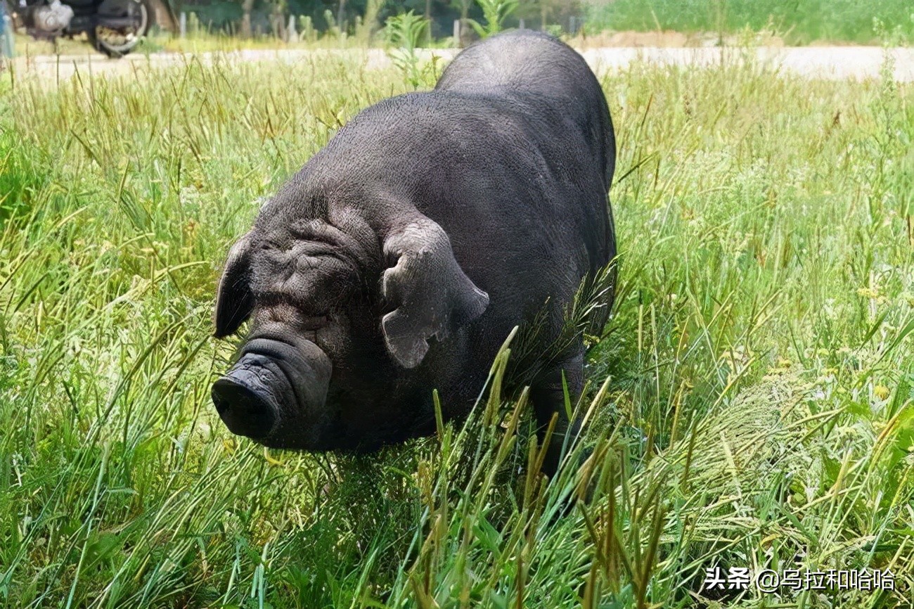 Sichuan cuisine master Peng Ziyu: Chenghua pig is the first choice for ...