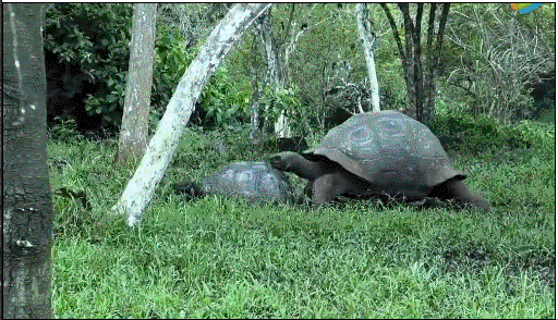 The 100-year-old turtle has worked hard for 43 years to give birth to ...