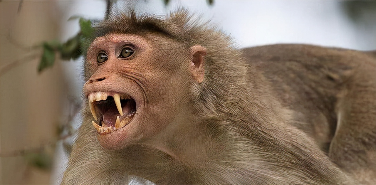 A 5-year-old girl in India was attacked by a monkey, and her skin was ...