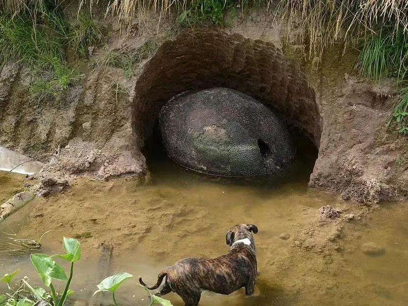 Prehistoric tanks", their predecessors in this world〗 - iMedia
