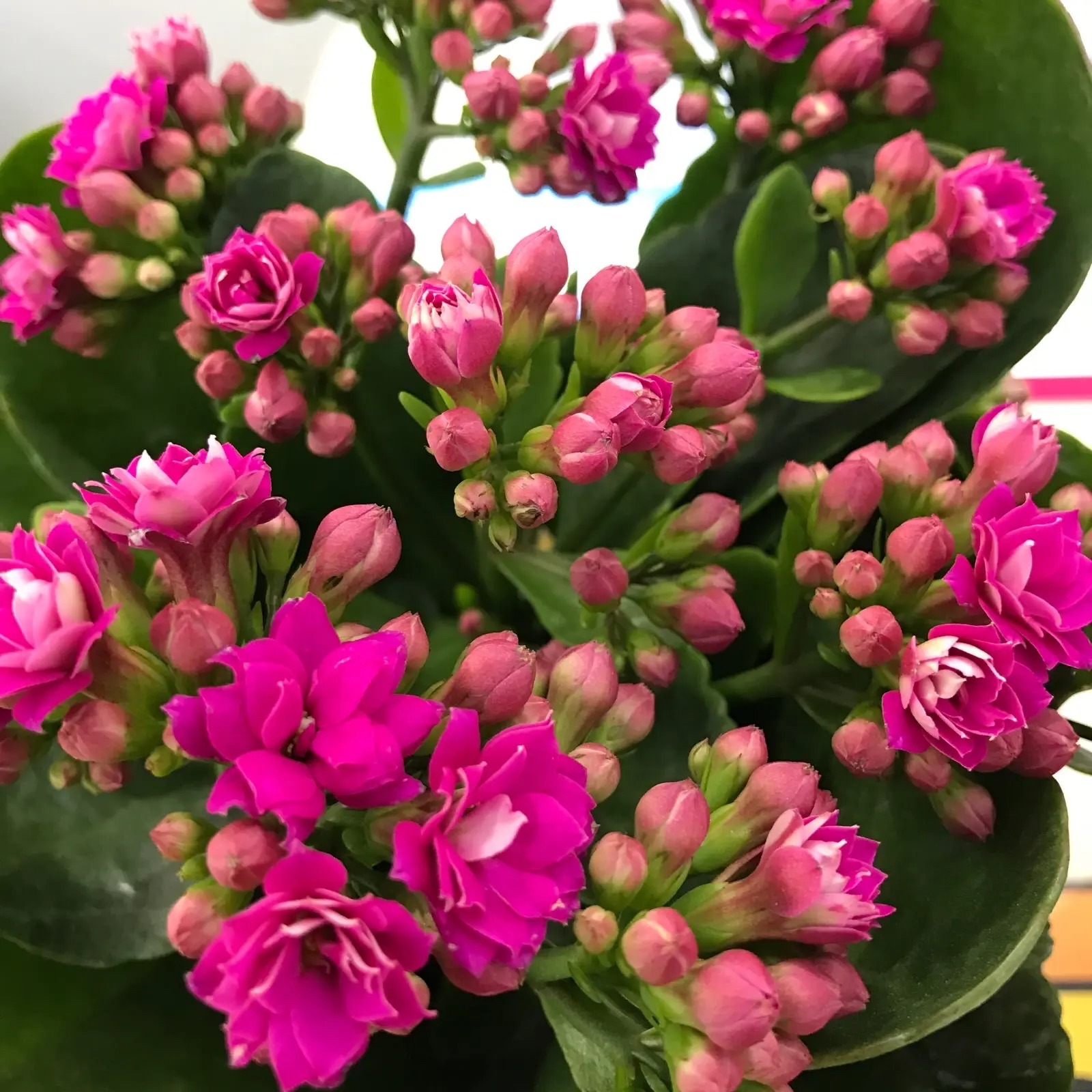 Longevity flowers "don't need to buy", use a leaf to raise a pot, more ...