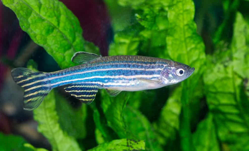 Fish yawn too, and yawning has many benefits for them - iMedia