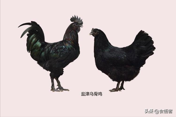 Yunnan Food Culture——Six Famous Chickens of Yunnan Specialties - iNEWS