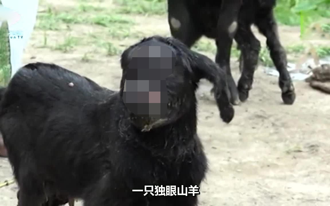 Hairless and face!A goat in India gave birth to a deformed lamb. Why ...