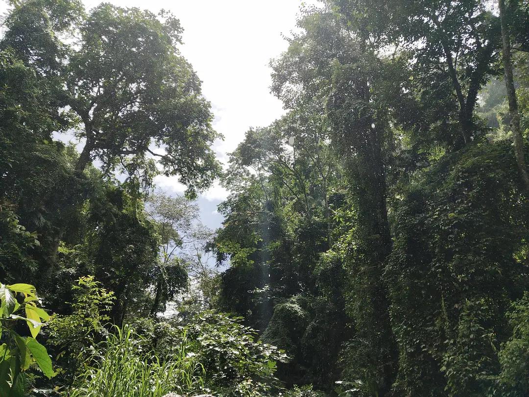 Rainforest hike - iNEWS
