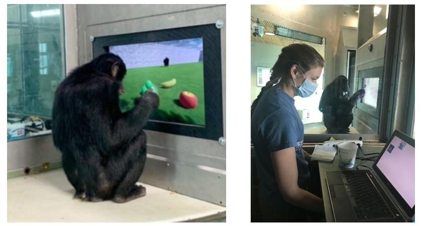 Orangutans learn to play "Minecraft", the method is actually the same ...