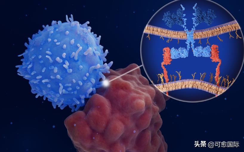 The killer inside the body: How can CAR-T cell therapy conquer cancer ...