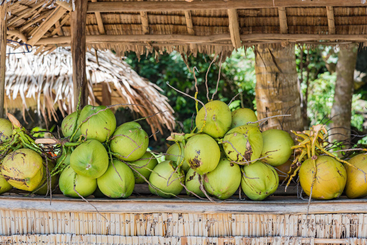 How can I choose fresh coconuts? - iNEWS