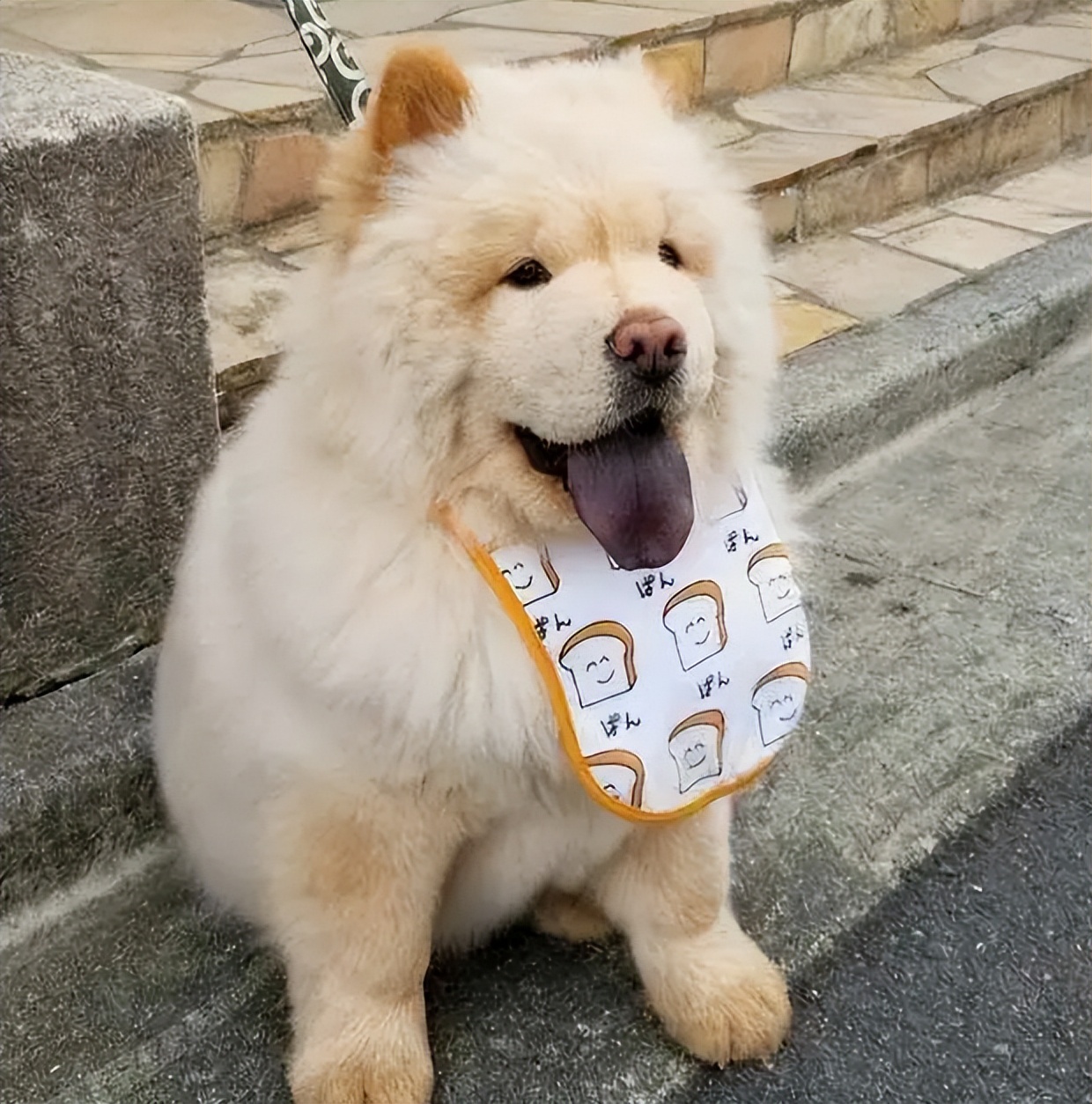 8 advantages of Chow Chow, no wonder people who have raised them don't ...