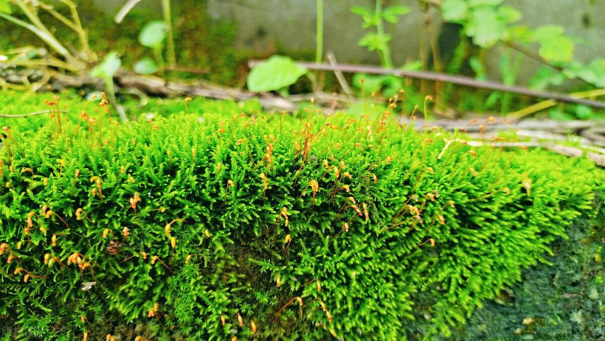 Little knowledge about moss - iNEWS