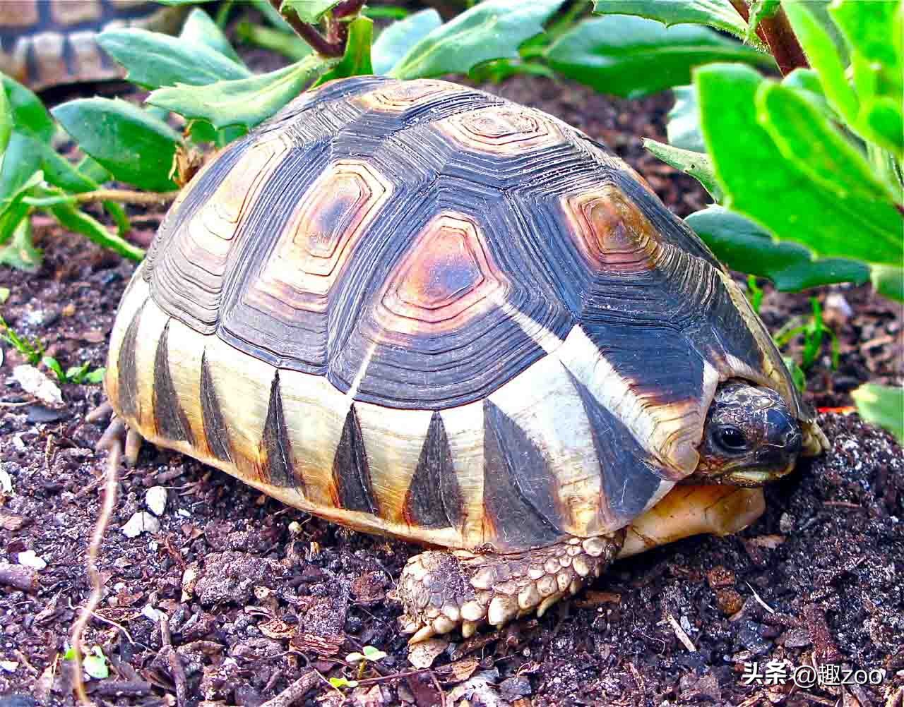 Top 10 Most Expensive Turtles In The World - iNEWS