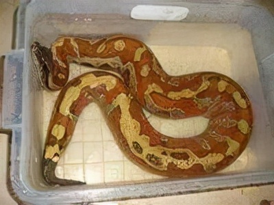 Guinness World Records Snake - iMedia