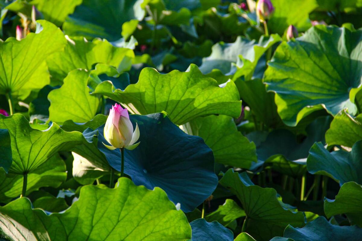 Fatty liver, hyperlipidemia, obesity, lotus leaf is often used to clear ...