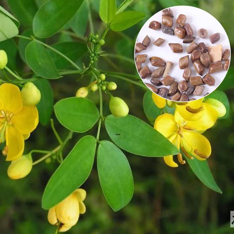 People in the village call it fake mung bean. It can not only be soaked ...