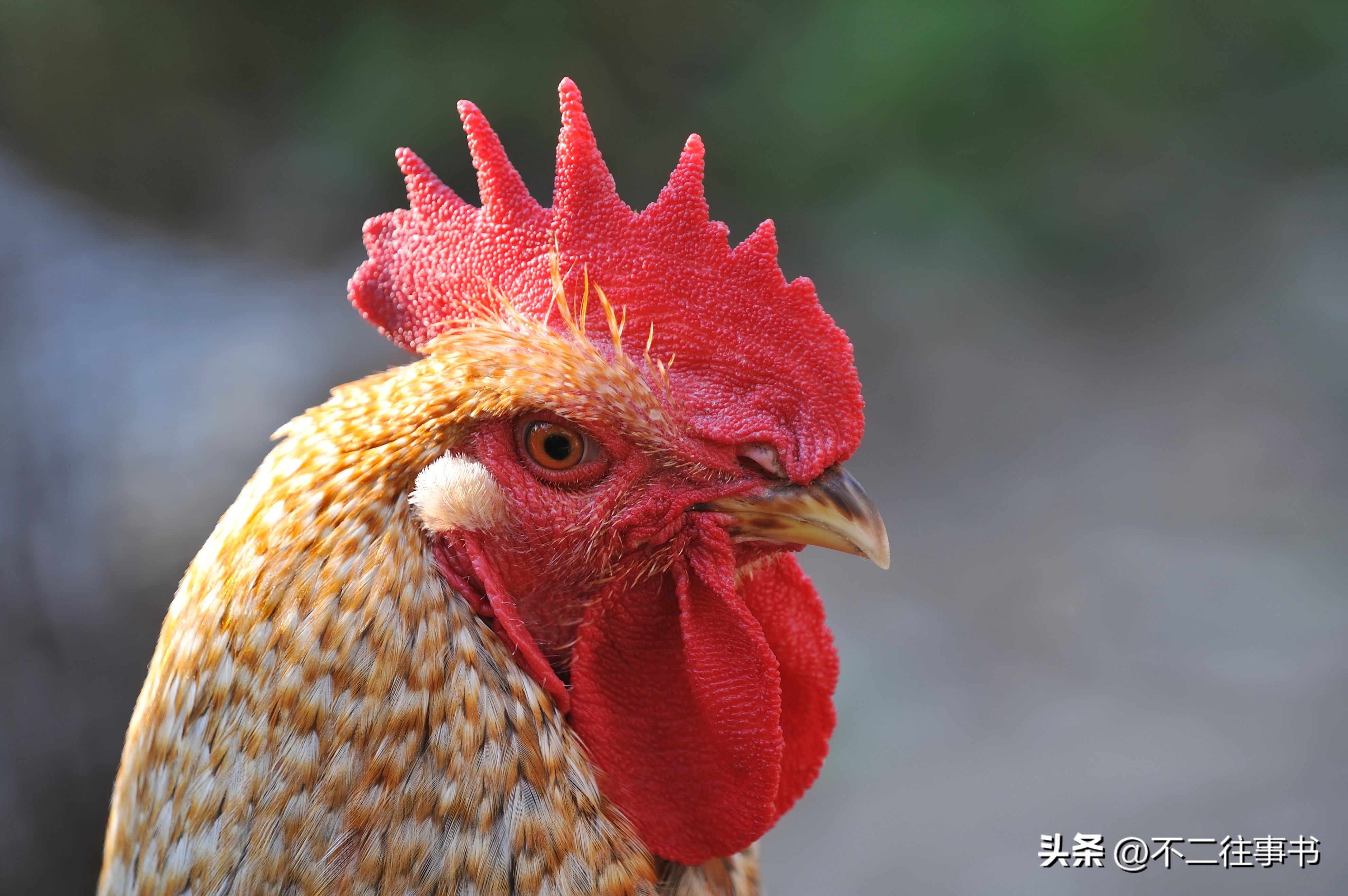 Book of the Undying Past: Chicken-headed Man in Xu Jiqing's Family - iMedia