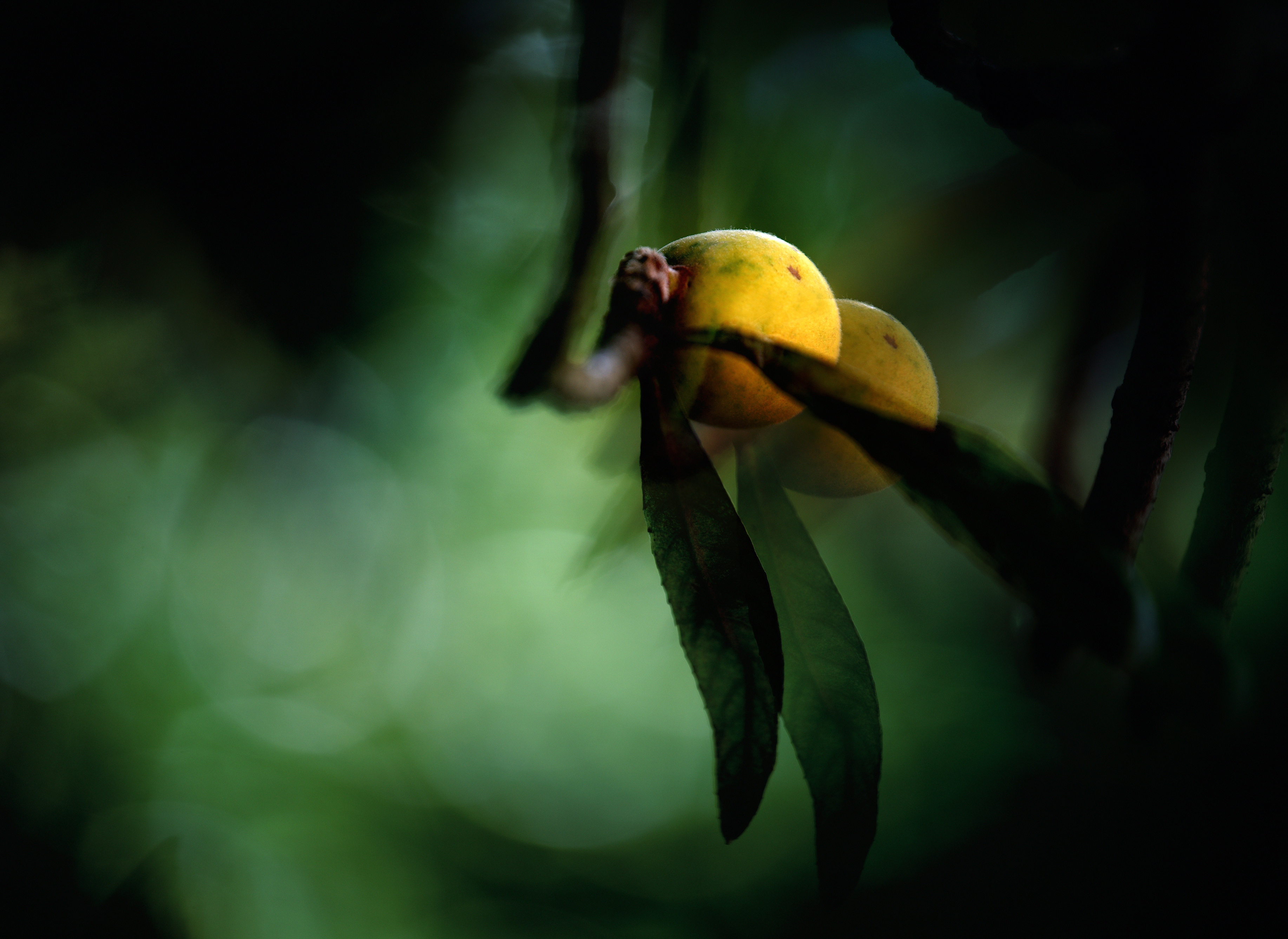 Pipa fruit in Shanghai garden - iNEWS