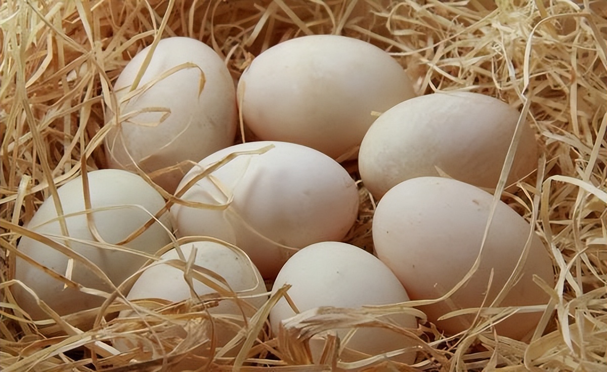 What are the benefits of eating a boiled egg every morning?People with ...