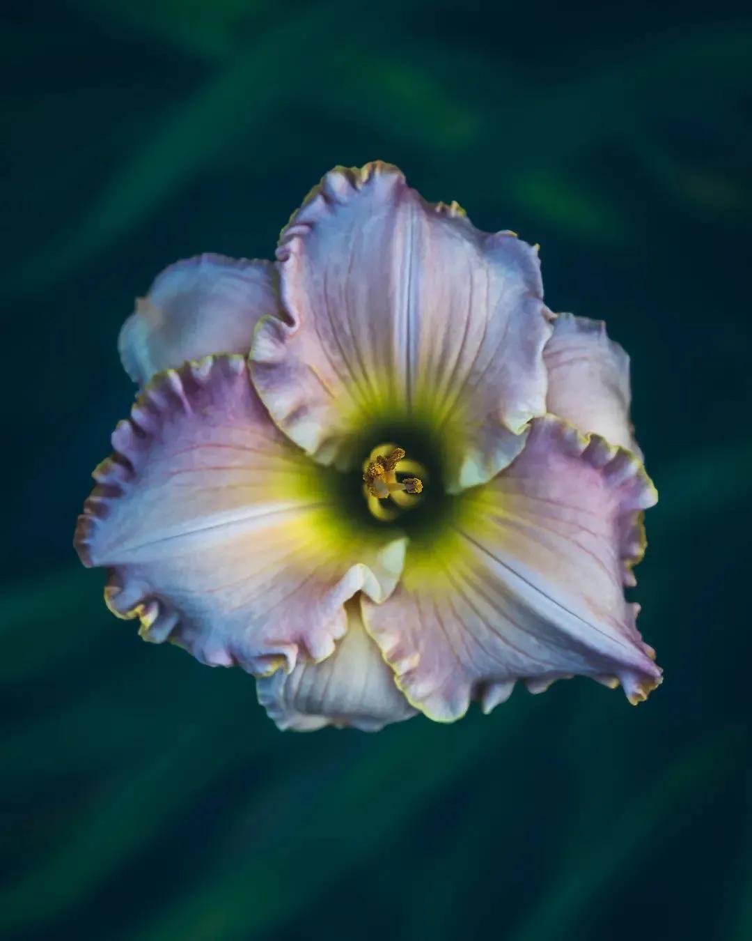 Poetry beautiful pictures Ⅰ blooming flowers - iNEWS