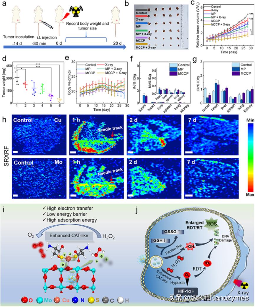 Coordination-driven self-assembly of Cu single-atom nanozymes - iNEWS