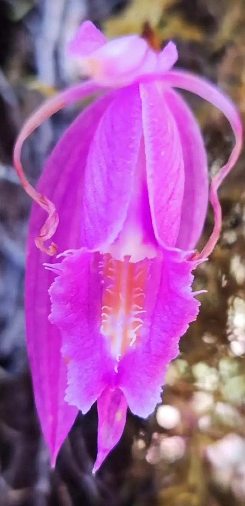 Share pictures, precious plant flowers on the Qinghai-Tibet Plateau ...