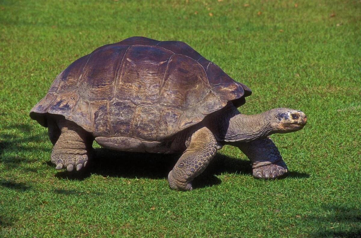 Inventory of the 6 largest reptiles in the world - iMedia