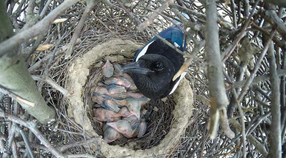 Exploration: The story of the bird's nest, the nests and nesting ...