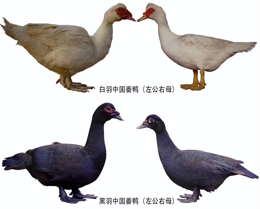 Western ducks with tumors on their faces are more delicious and more ...