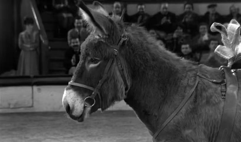 Don't take a donkey as an actor! In the movie, the donkeys with ...