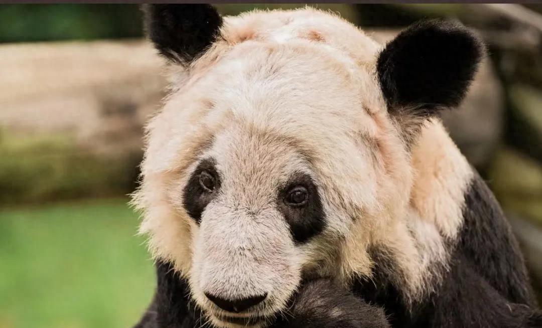 Why do netizens say that panda Yaya's fate is like Zhaojun's departure ...