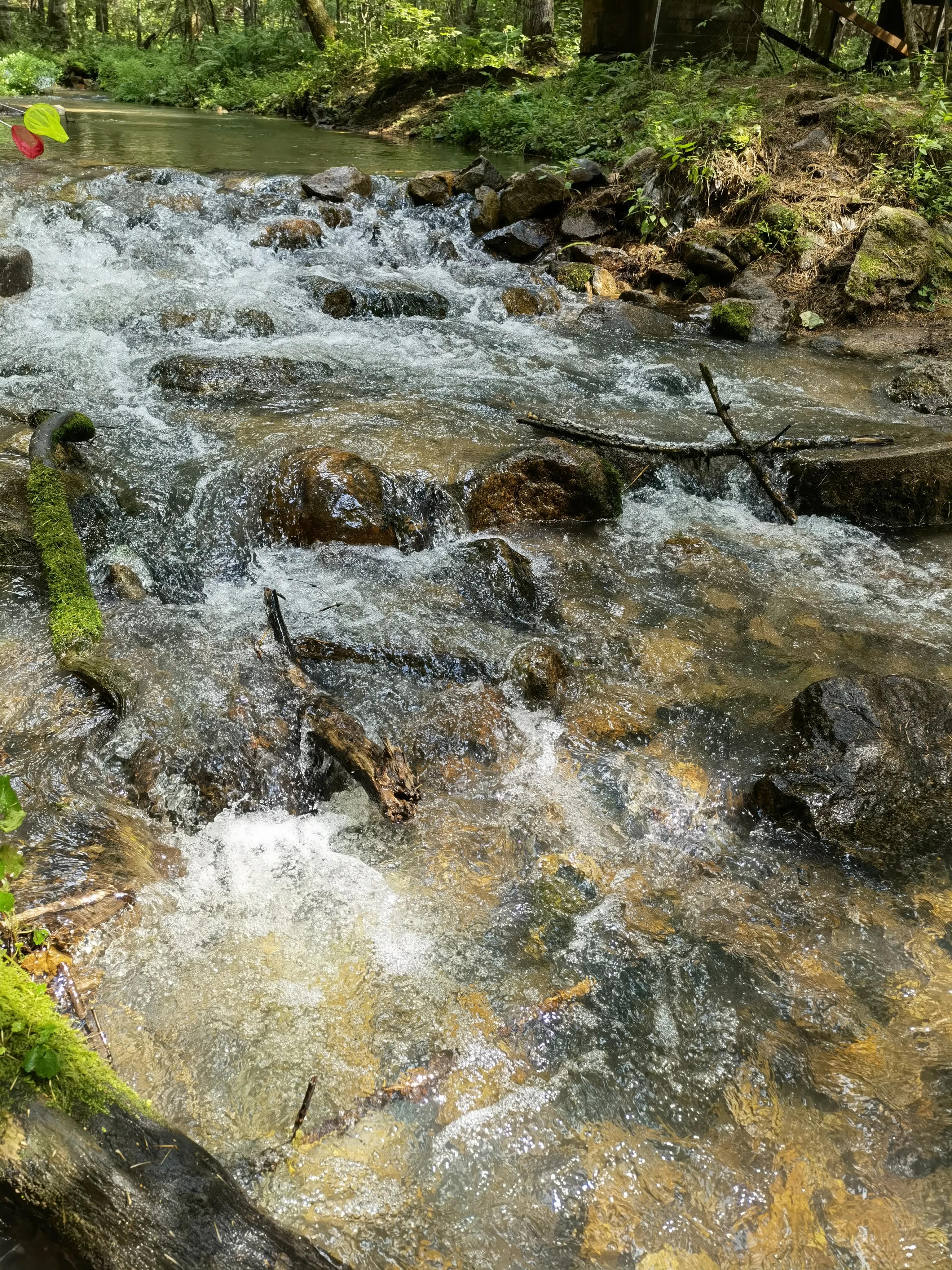 Yichun Stream Park and Jinshan Deer Park - iNEWS
