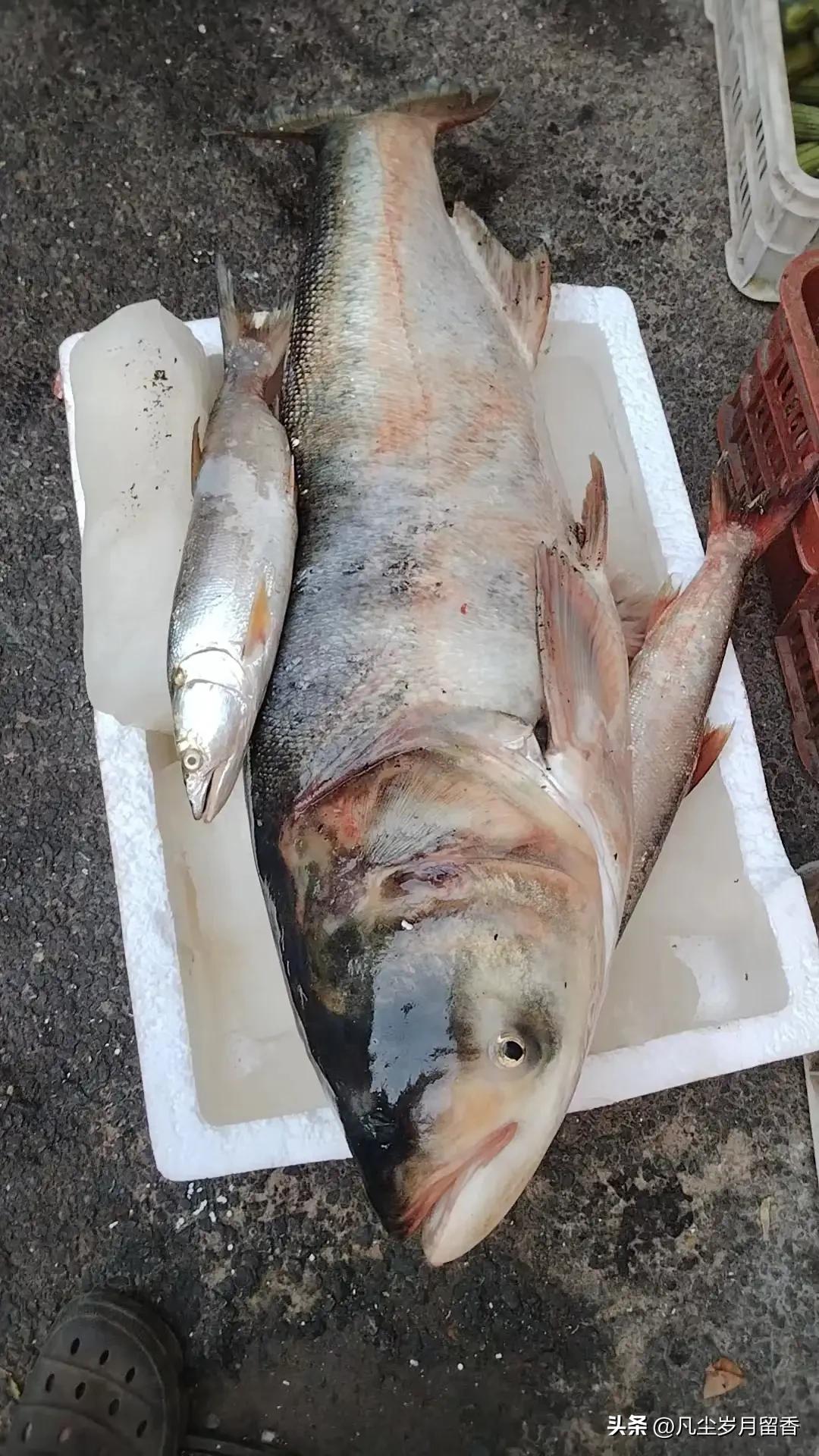 Half a fish head weighs five catties, and the whole family can't finish ...