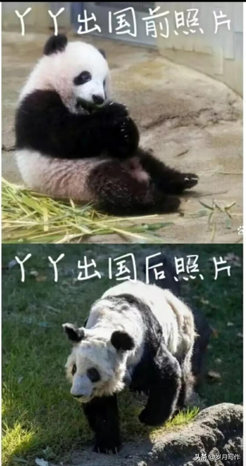 Yaya has returned to China and brought Lele home together - iMedia