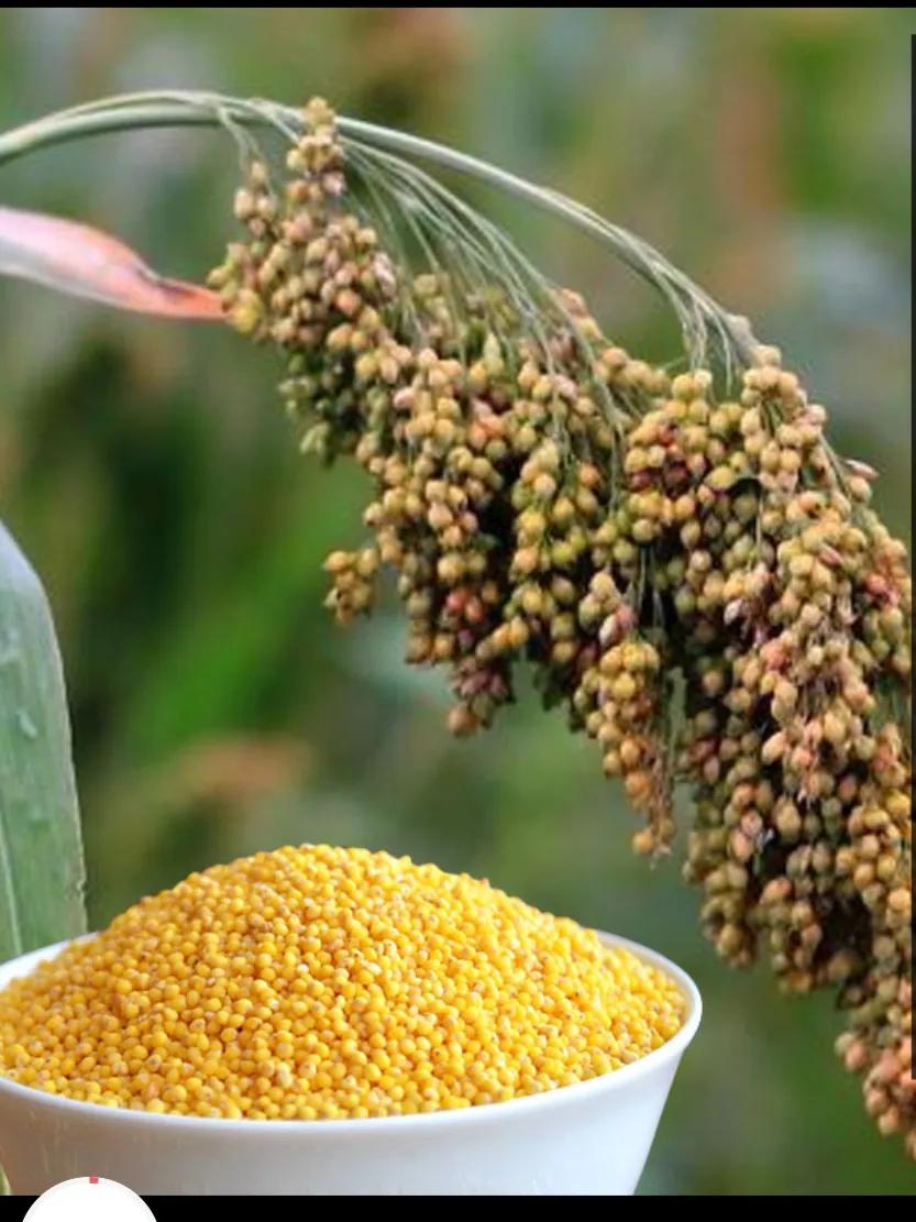 Exploring Shanxi Pasta - Lingqiu Yellow Cake - iNEWS