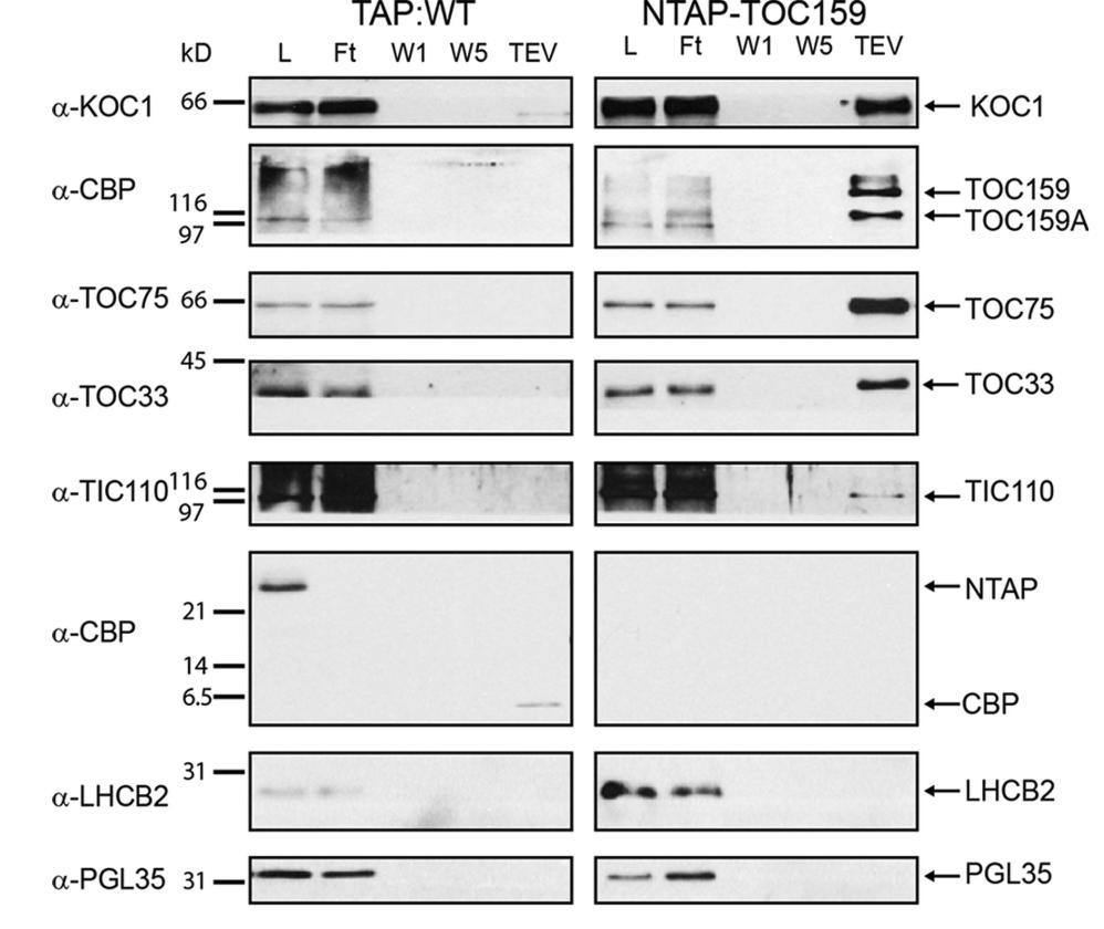 Novel chloroplast outer membrane kinase KOC1 is an essential component of the plastid protein ...