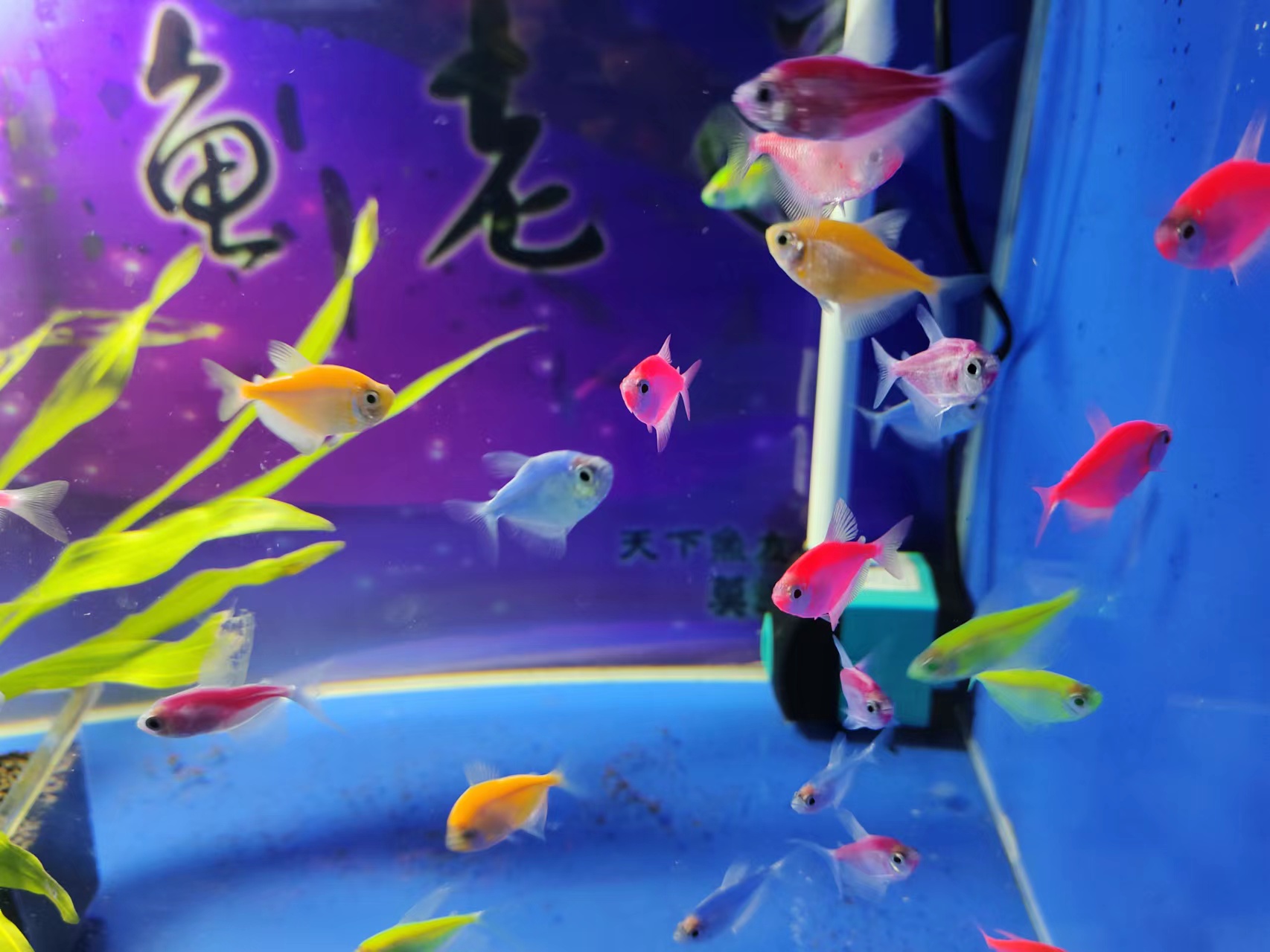 60 cm to one meter fish tank, high stocking density, if you want to add ...