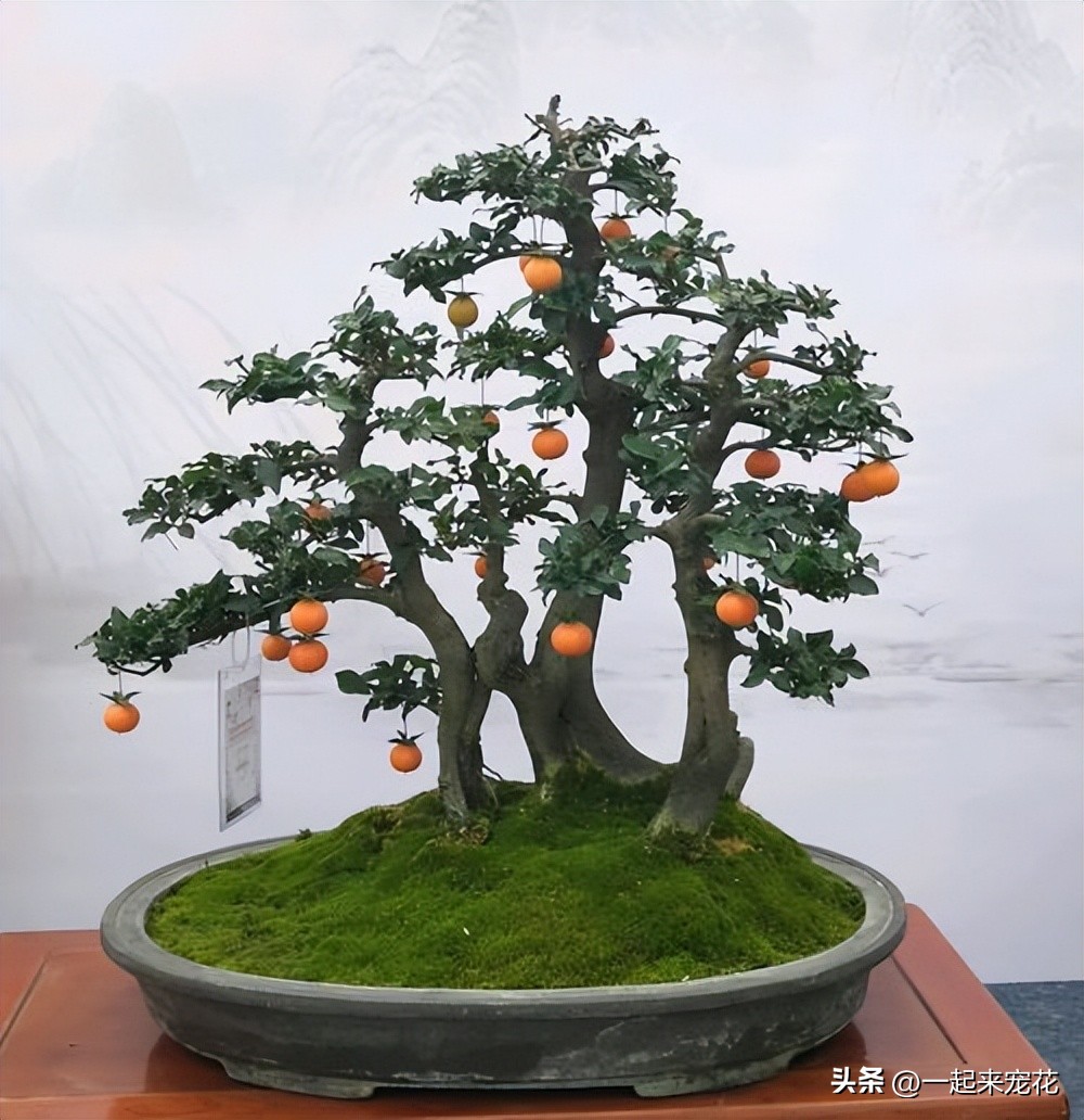 Raising gold marbles in spring, I will teach you a few tricks to easily ...